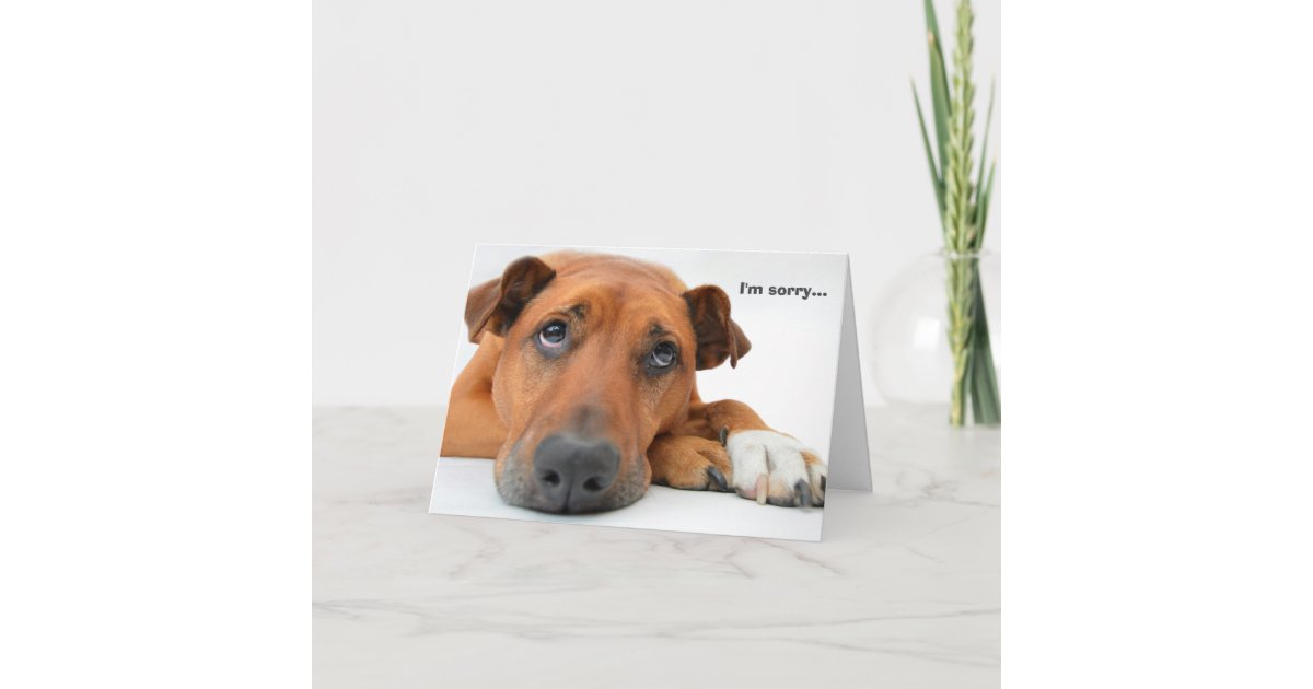 I'm Sorry Dog Card | Zazzle.com