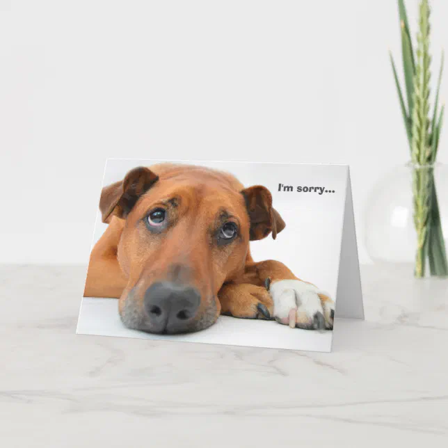 I'm Sorry Dog Card | Zazzle