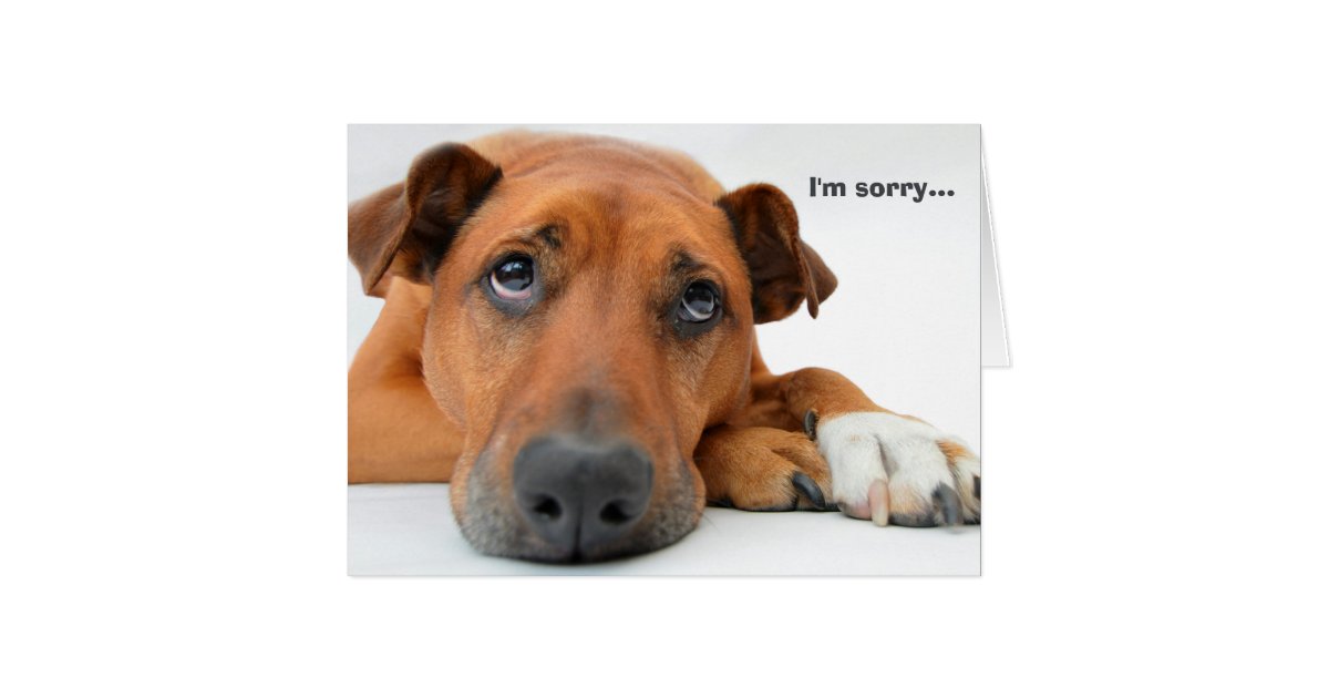 I'm Sorry Dog Card | Zazzle.com