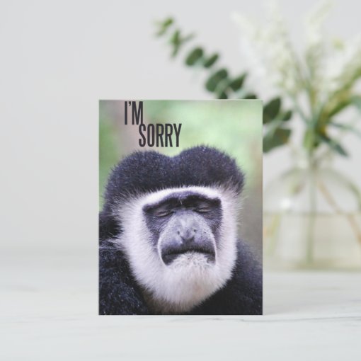 I'm sorry Monkey Postcard | Zazzle