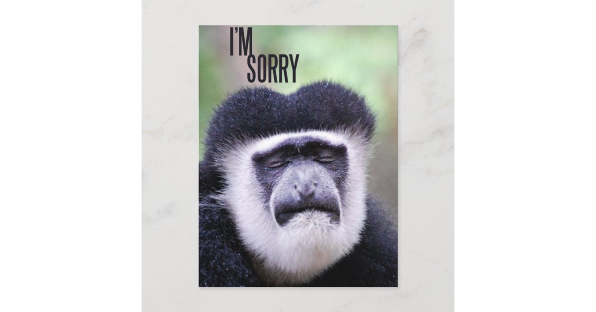 I'm sorry Monkey Postcard | Zazzle
