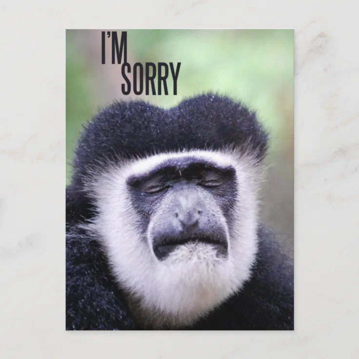 I'm sorry Monkey Postcard | Zazzle