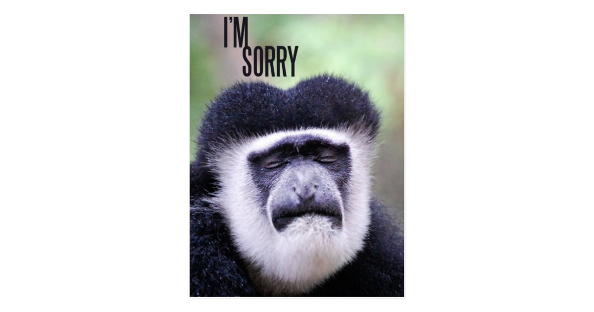 I'm sorry Monkey Postcard | Zazzle
