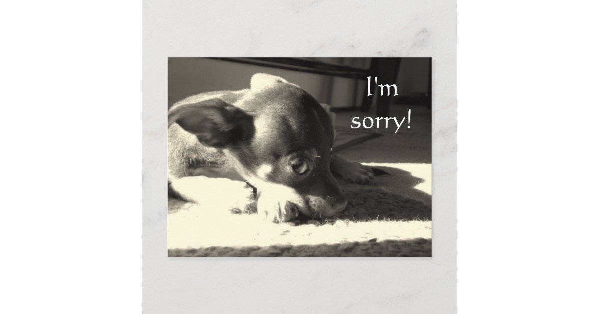 I'm sorry! postcard | Zazzle