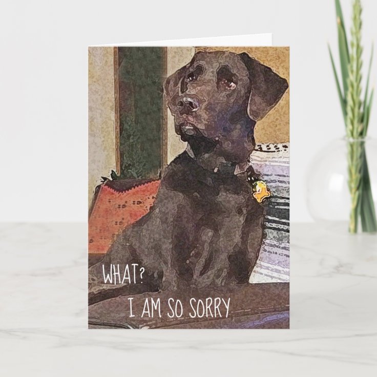 I'm Sorry Shocked Chocolate Lab Belated Birthday Card | Zazzle
