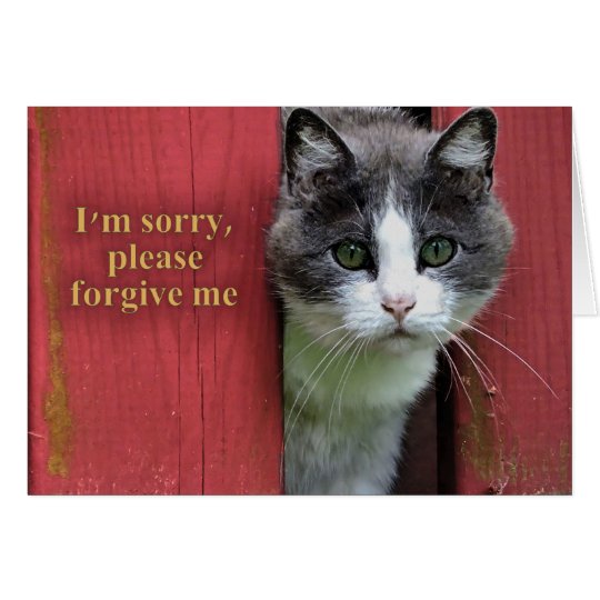 I'm Sorry, with Cute Gray and White Cat Card | Zazzle.com
