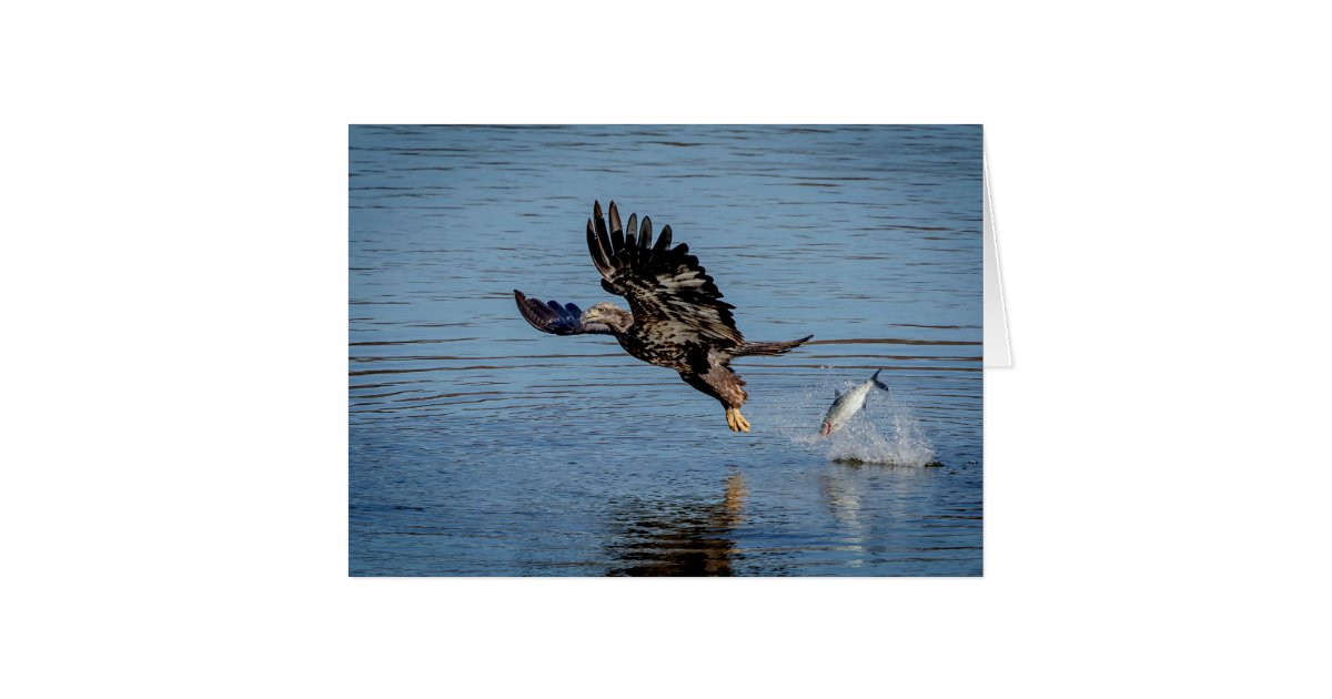 Immature Bald Eagle dropping a fish | Zazzle