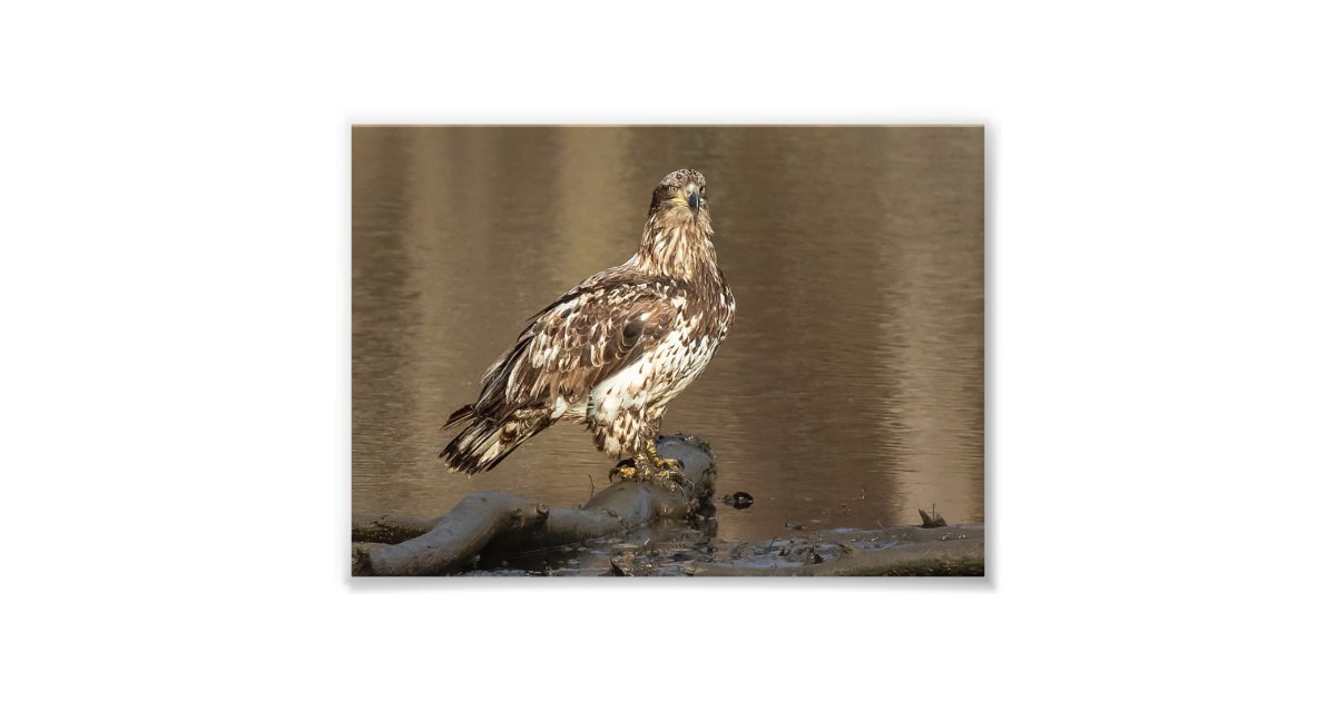 Immature Bald Eagle With Muddy Feet Photo Print | Zazzle
