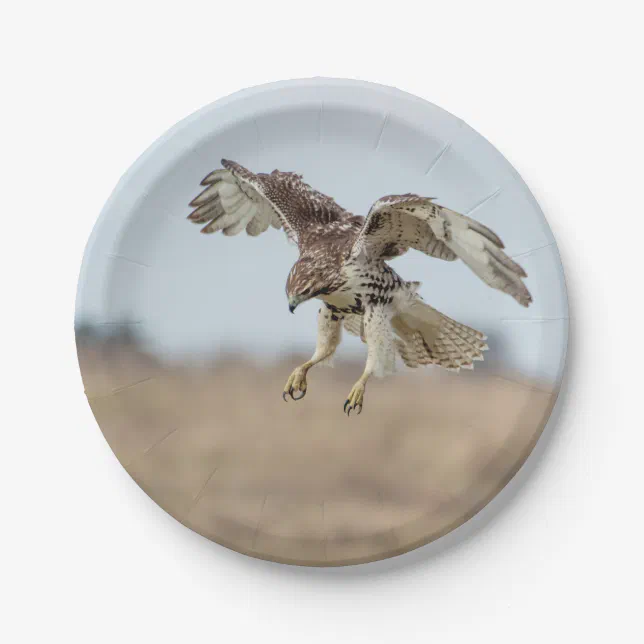Immature Red Tailed Hawk Hovering Paper Plates | Zazzle