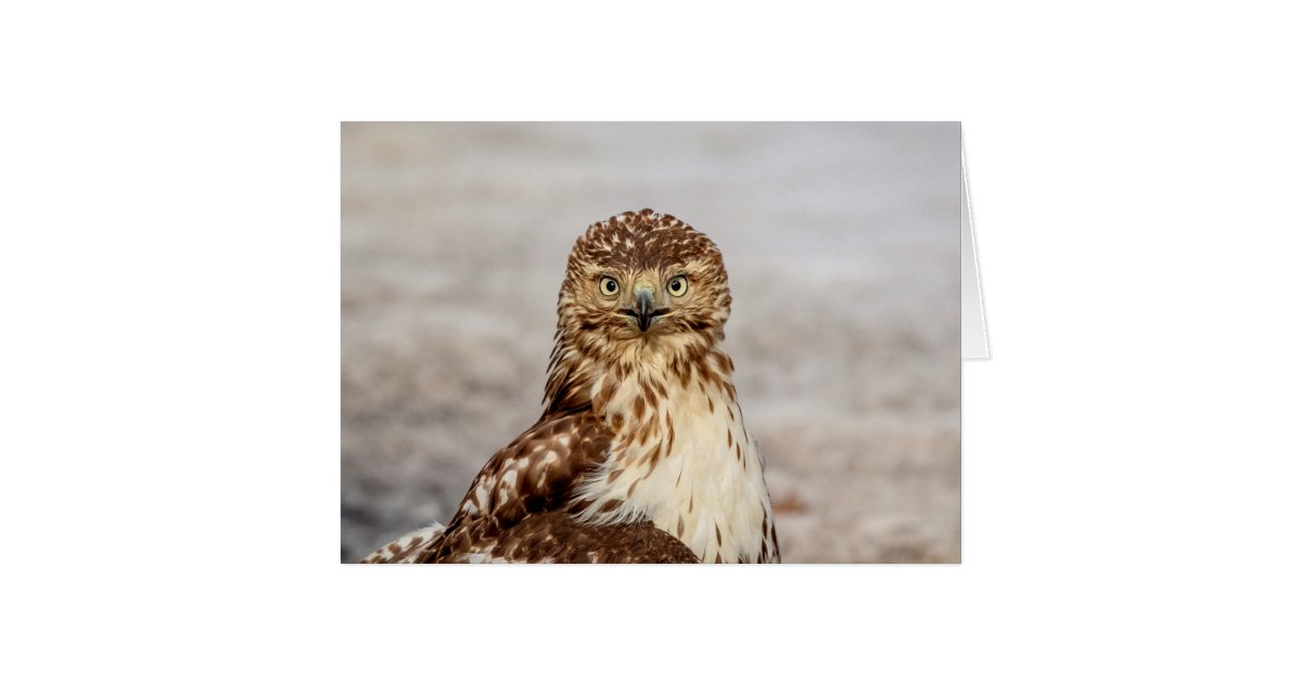 Immature Red-Tailed Hawk on the ground Cards | Zazzle