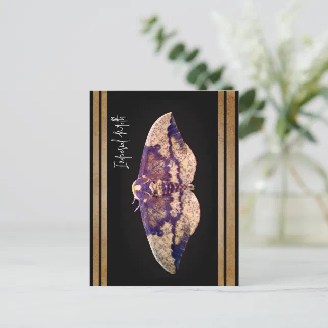 Imperial Moth Postcard | Zazzle