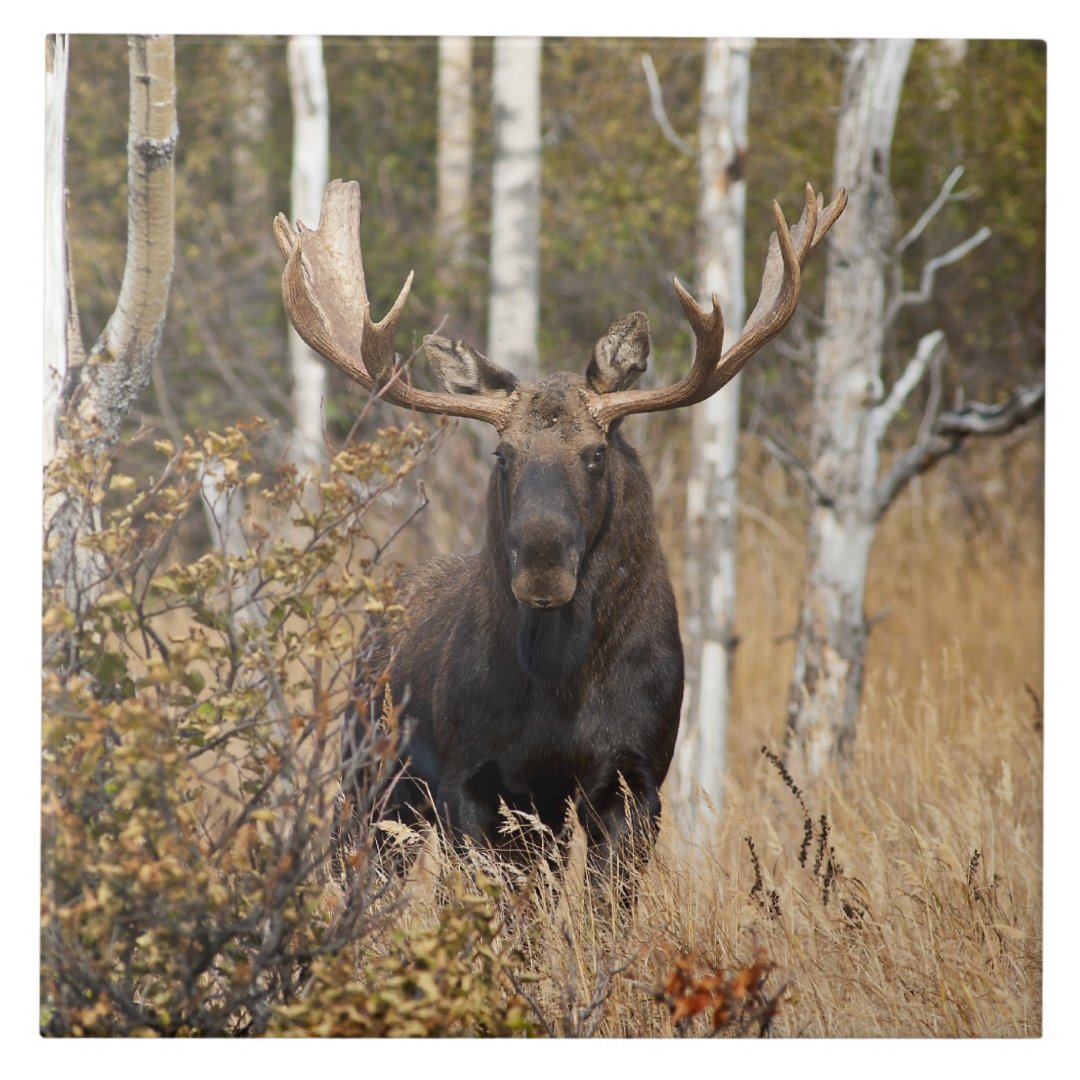 Impressive Bull Moose Ceramic Tile | Zazzle