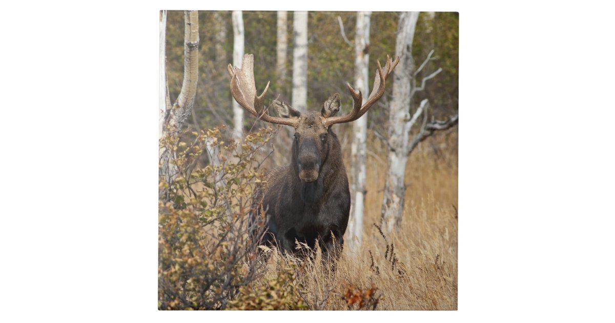 Impressive Bull Moose Ceramic Tile | Zazzle
