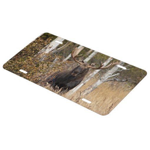Impressive Bull Moose License Plate | Zazzle