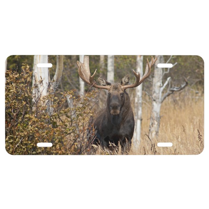Impressive Bull Moose License Plate | Zazzle.com