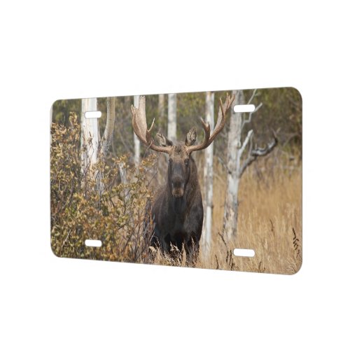 Impressive Bull Moose License Plate | Zazzle