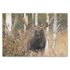 Moose Silhouettes Pattern Tissue Paper | Zazzle.com