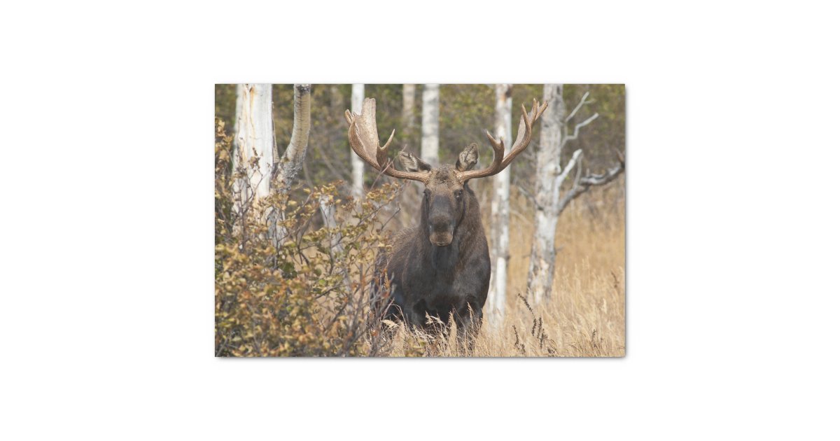 Impressive Bull Moose Tissue Paper | Zazzle