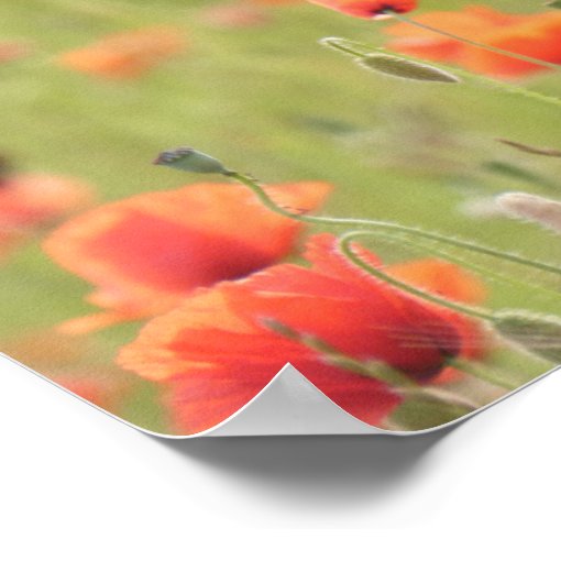 In Flanders fields the poppies blow Poster | Zazzle