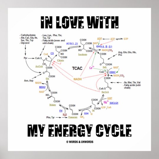 In Love With My Energy Cycle (Krebs Cycle) Poster | Zazzle.com