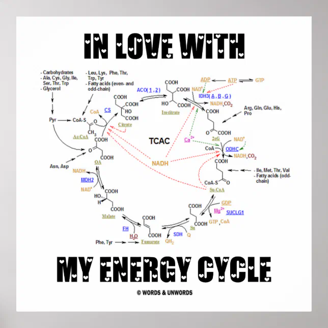 In Love With My Energy Cycle (Krebs Cycle) Poster | Zazzle