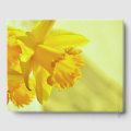 In Loving Memory | Daffodil Funeral Memorial Guest Book | Zazzle
