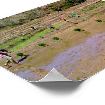 In The Rice Field - Ilocos, Philippines Poster | Zazzle