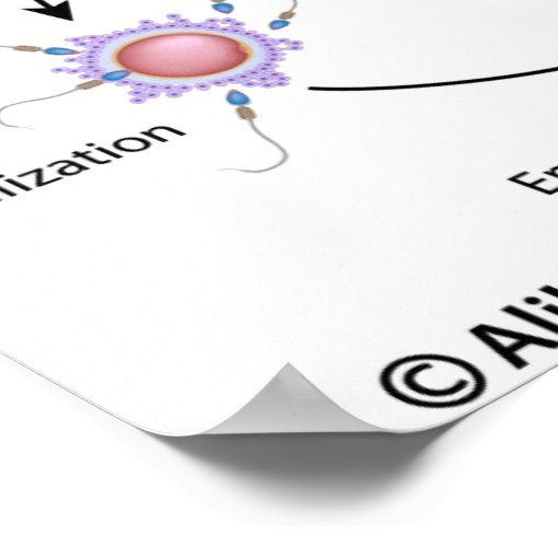 In Vitro Fertilization (IVF) procedure labeled. Poster | Zazzle