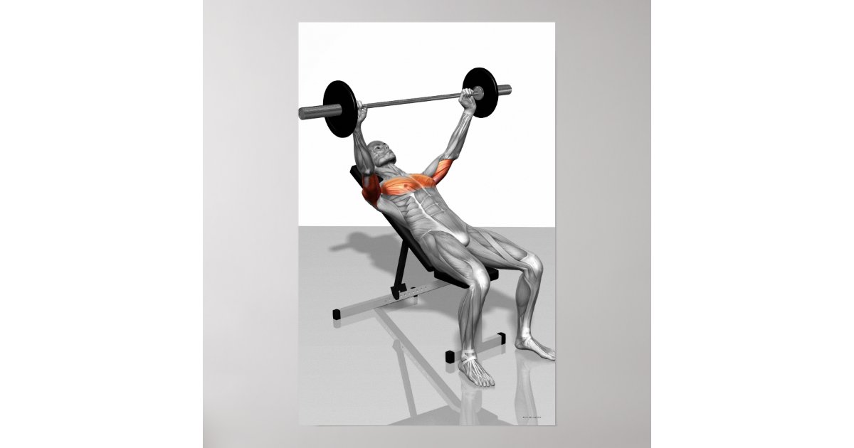 Incline Bench Press 3 Poster | Zazzle