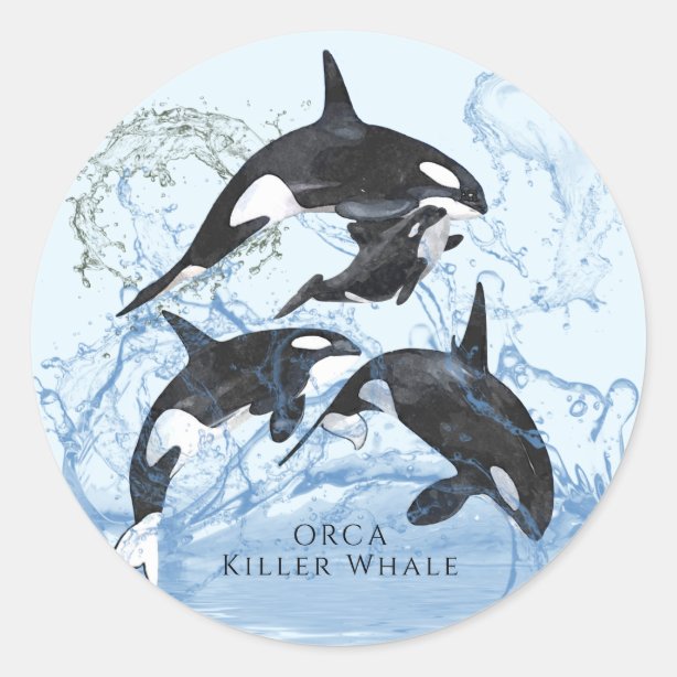 Orca Stickers - 100% Satisfaction Guaranteed | Zazzle