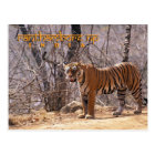 Tiger head male beautiful photo postcard | Zazzle.com
