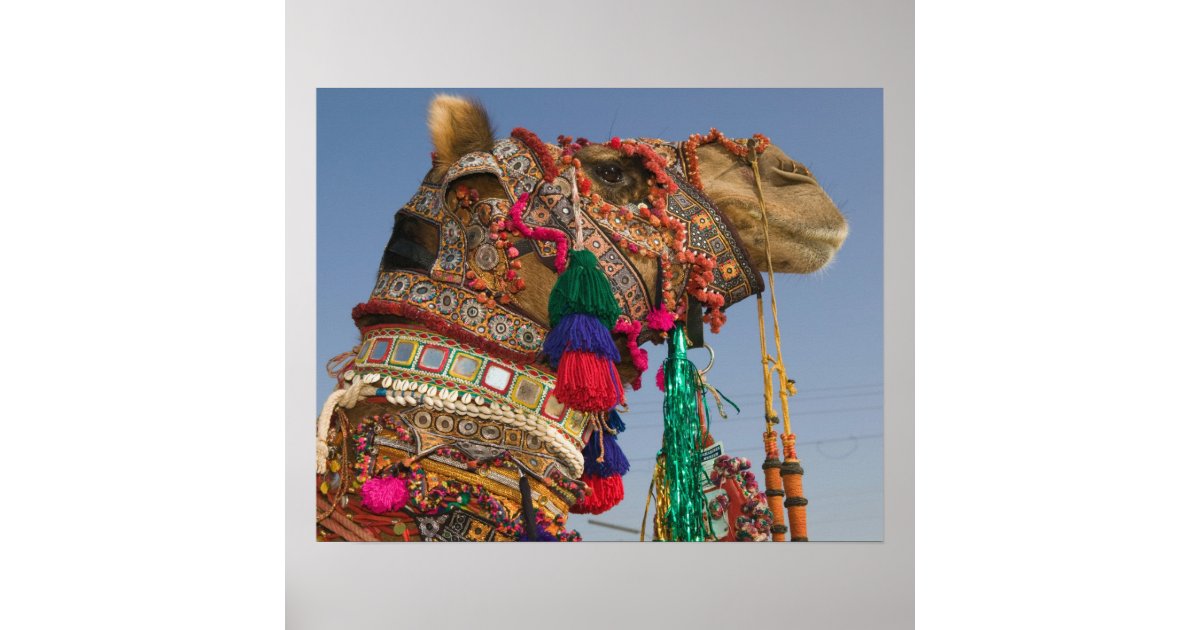 INDIA, Rajasthan, Pushkar: PUSHKAR CAMEL FAIR, Poster | Zazzle
