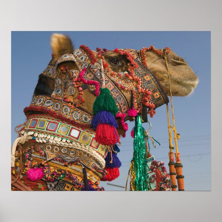 INDIA, Rajasthan, Pushkar: PUSHKAR CAMEL FAIR, Poster | Zazzle