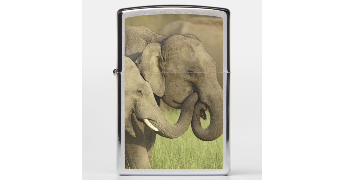 Indian Asian Elephants Zippo Lighter | Zazzle