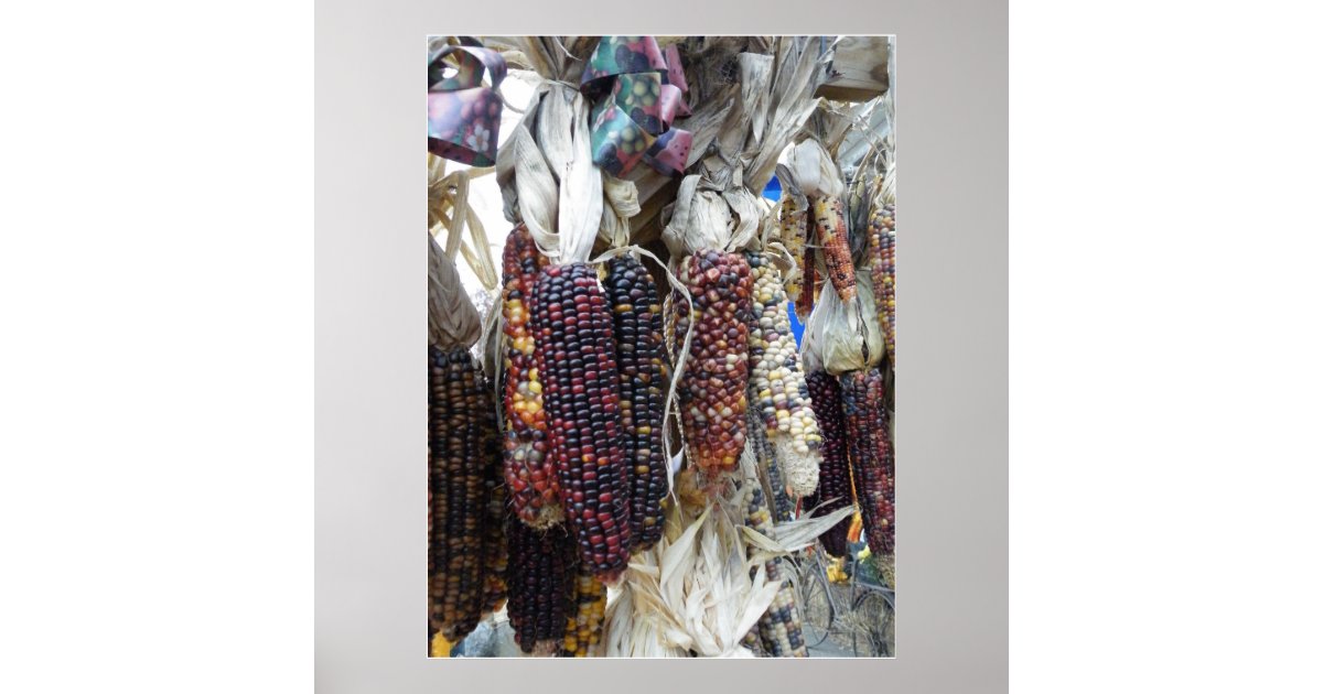 Indian Corn Poster | Zazzle