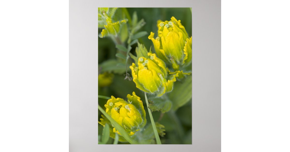 Indian Golden Paintbrush Castilleja Poster | Zazzle