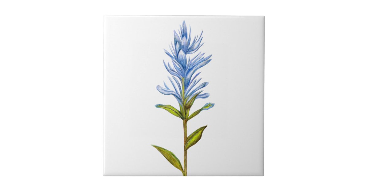 Indian Paintbrush in Blue Ceramic Tile | Zazzle