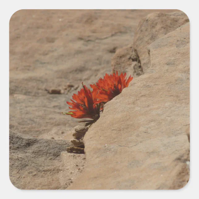 Indian Paintbrush in Rocks at Zion Square Sticker | Zazzle
