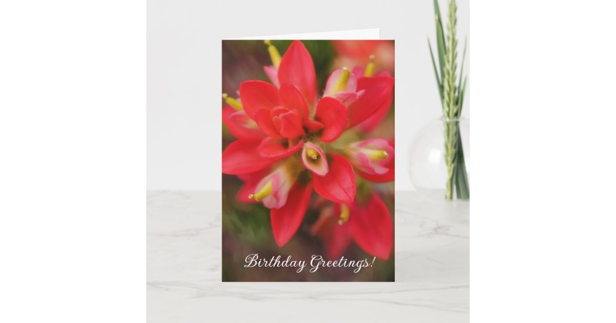Indian Paintbrush Wildflower Art Birthday Card | Zazzle