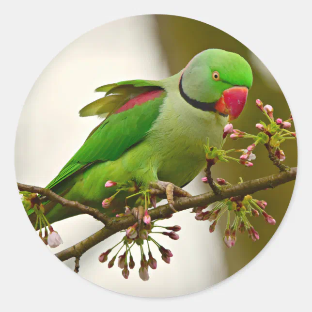 Indian ring-neck Parrot Classic Round Sticker | Zazzle