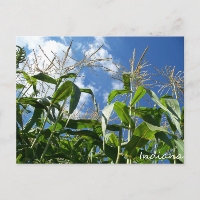 Indiana Corn Postcard | Zazzle