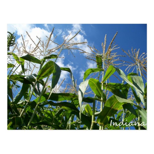 Indiana Corn Postcard | Zazzle.com