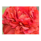 Indiana State Flower: Peony Postcard | Zazzle.com