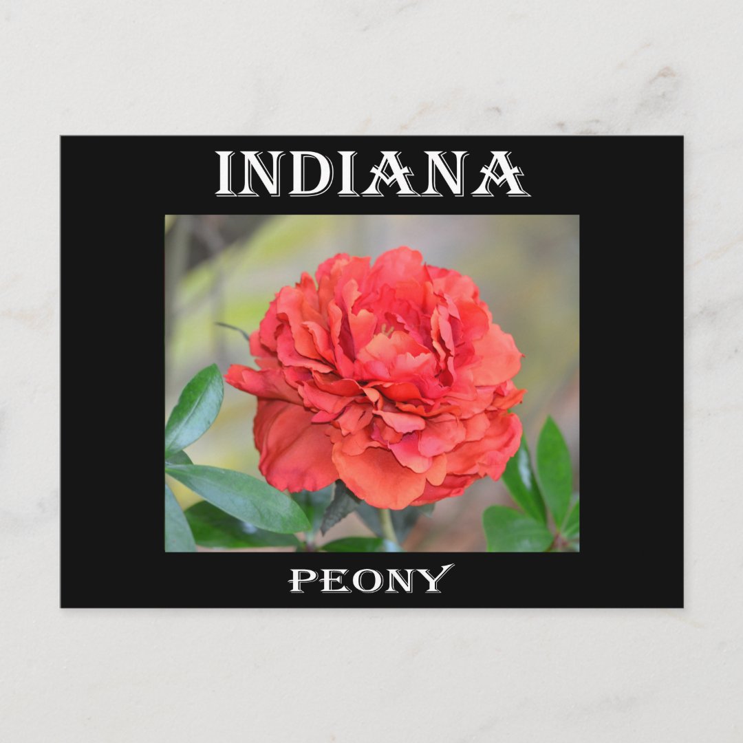Indiana Peony Postcard | Zazzle