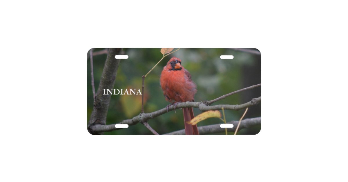 Indiana State Bird License Plate | Zazzle