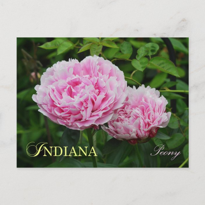 Indiana State Flower: Peony Postcard | Zazzle.com