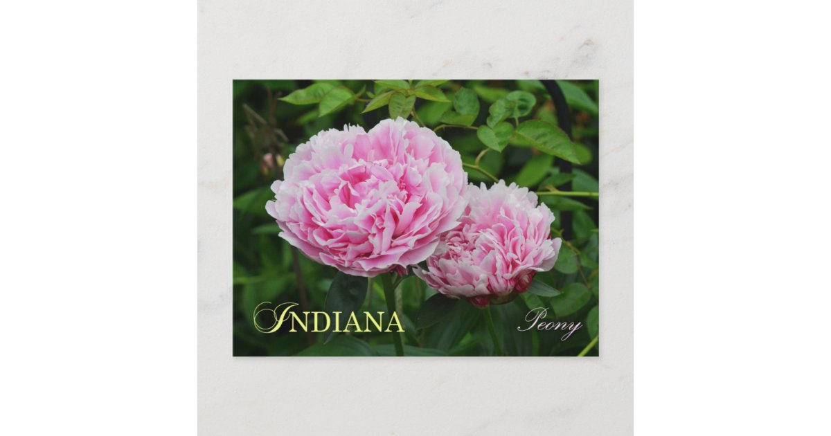 Indiana State Flower: Peony Postcard | Zazzle