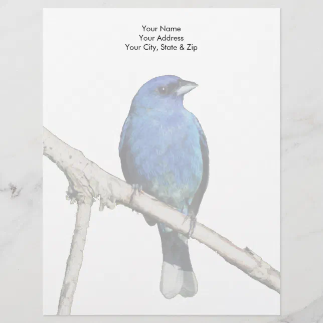 Indigo Bunting Letterhead | Zazzle