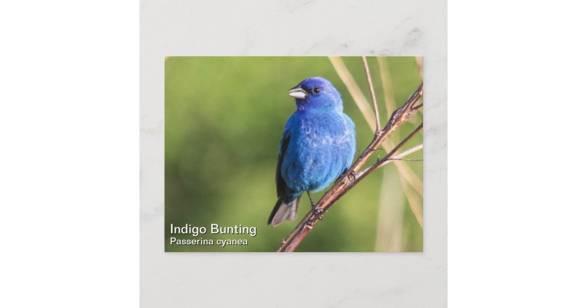 Indigo Bunting Postcard | Zazzle