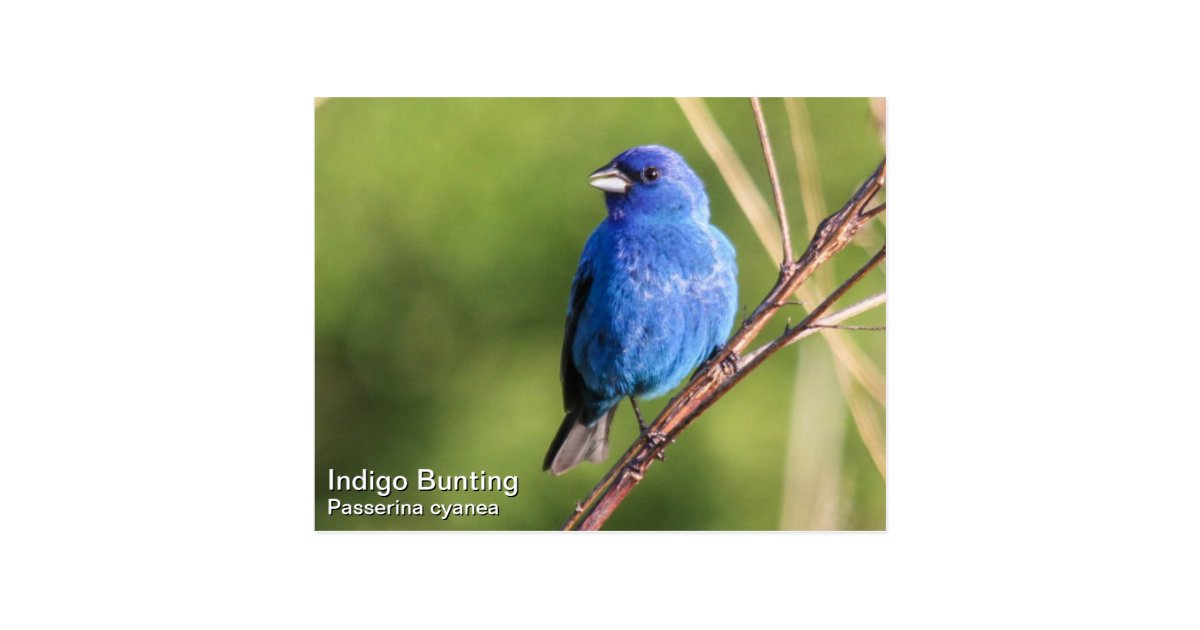 Indigo Bunting Postcard | Zazzle.com